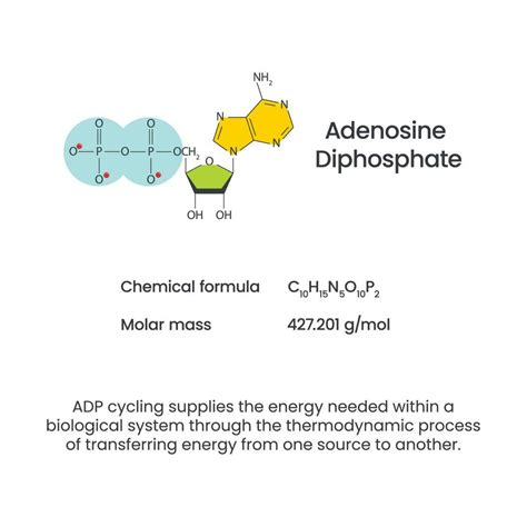 Adenosine Diphosphate Adp Science Vector Infographic 20953339 Vector