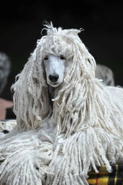 Standard Poodle With Long Hair At James Vanhorn Blog