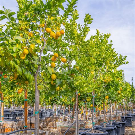 Meyer Lemon Tree Meyer Lemon Trees For Sale Buying And Growing Guide