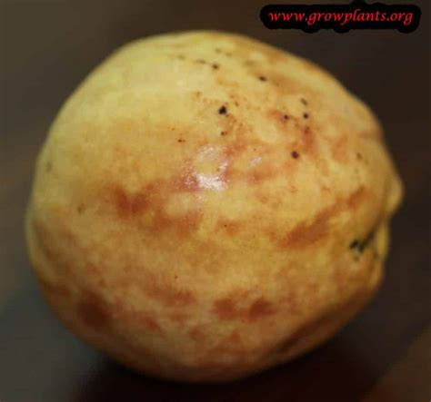 Red Guava How To Grow Care