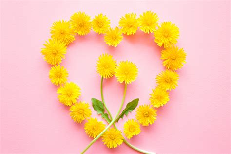 심장 모양의 밝은 파스텔 분홍색 배경에 밝은 노란색 민들레 머리에서 만들어집니다 두 꽃을 함께 결합입니다 사랑의 상징입니다 긍정적인 아이디어에 대 한 이랑입니다 사랑 스러운
