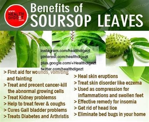 Health Benefits Of Soursop Leaves