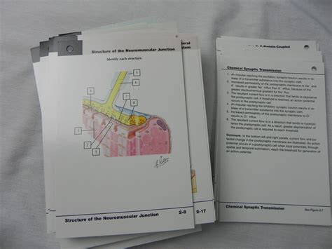 Netters Physiology Flash Cards Mulroney Myers Euc Education 9781416046288 Ebay