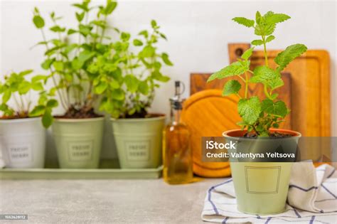 신선한 향기로운 허브가 담긴 화분 밝은 배경에 화분에서 자라는 모듬 신선한 허브 클로즈업 로즈마리 바질 민트 백리향 오레가노 냄비에 신선한 향기로운 허브를 섞었습니다 매운