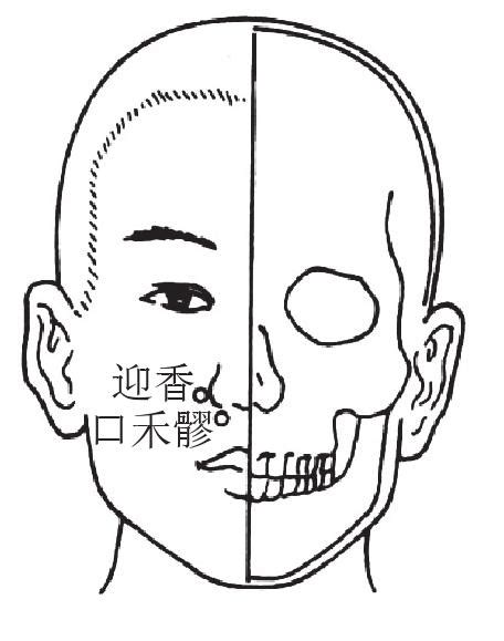 迎香 中医学 医学