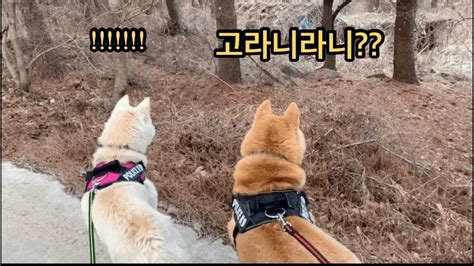 고라니를 발견했을 때 시골 진돗개의 흔한 반응 Youtube