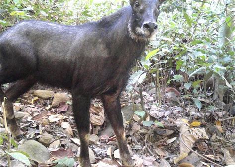 លោក នេត្រ ភក្ត្រា ៖ ទើបទទួលបានរូបភាពសត្វកែះ