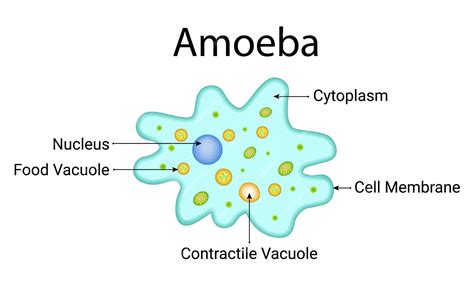 Premium Vector Amoeba Structure Cytoplasm Cell Membrane Contractile