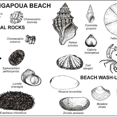 Common Biota Of Whangapoua Beach Area Most Drawings By Msm Download