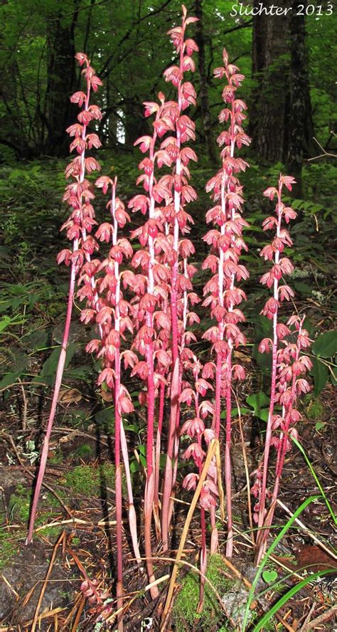 Striped Coralroot Striped Coral Root Hooded Coralroot Corallorhiza