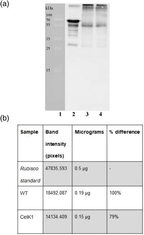 Analysis Of Rubisco Content A Immunoblot Analysis Of Rubisco In