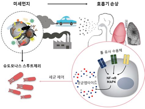 생명연 미세먼지 속 세균이 호흡기 질병 일으키는 기전 규명 전자신문
