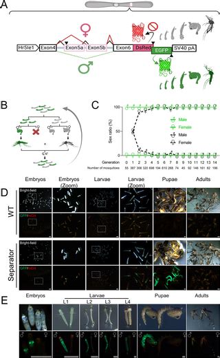 Efficient Sex Separation By Exploiting Differential Alternative