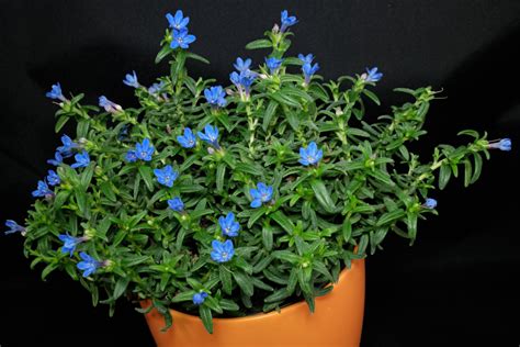 Glandora Diffusa Heavenly Blue