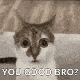 Good For You Meme S Tenor