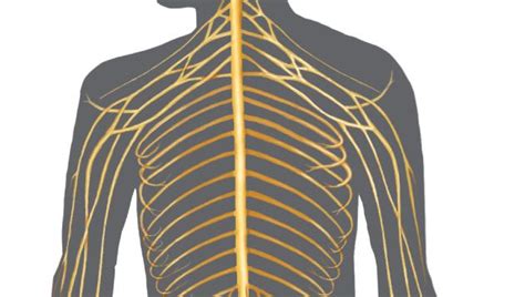 Superior Colliculus Anatomy Britannica