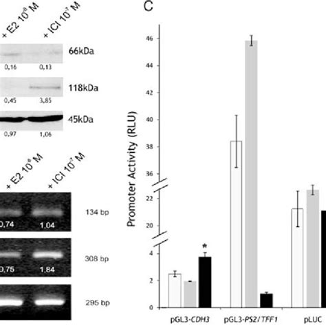 Chromatin Immunoprecipitation Chip Analysis Of Histone Modifications