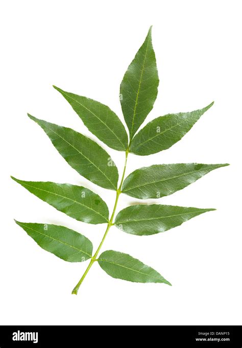 Green Ash Tree Leaves