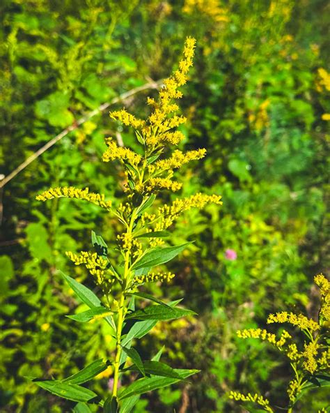 Foraging Goldenrod Solidago Identification And Uses