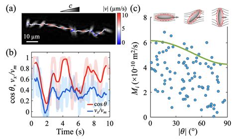 Orientation Dependent Diffusiophoresis Of Ellipsoidal Particles A A Download Scientific