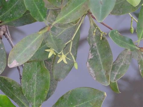 How To Grow Rhizophora Mangle Earthone