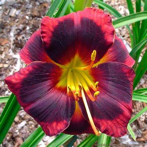 Луковичные и корневищные многолетники купить саженцы оптом и в розницу питомник Сады Урала