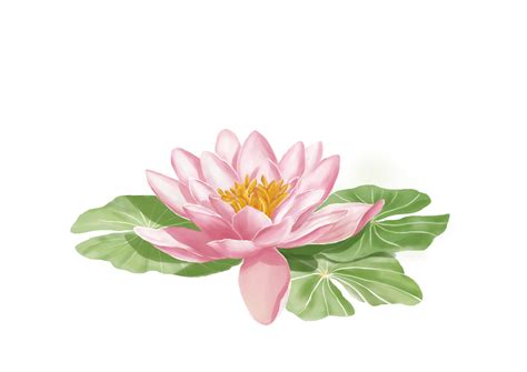 Pink Lotus Flower Among With Tree Green Lotus Leaves Hand Draw And