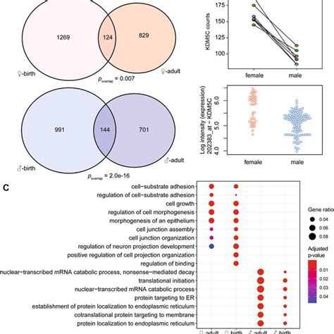 Comparing The Sex Differences In Adults And At Birth A Venn Diagrams Download Scientific
