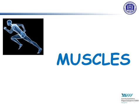 Muscles Muscular System Muscle Tissue Histology Docslib