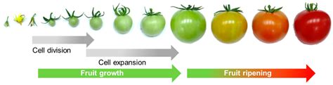 Fruit Physiology Through Signaling Processes Latest Advances And Future Challenges