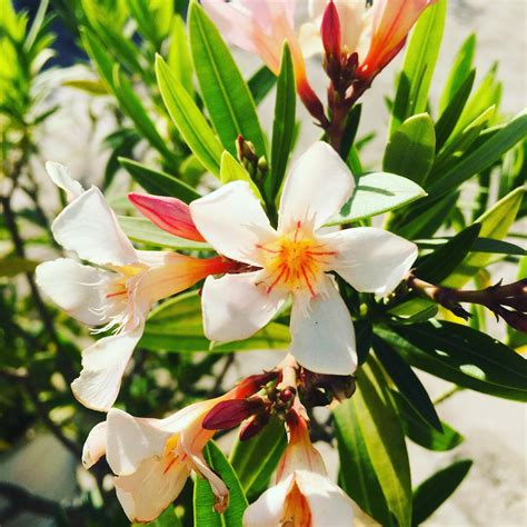Purple Petals Oleander Scientific Name Nerium Oleander Common Name