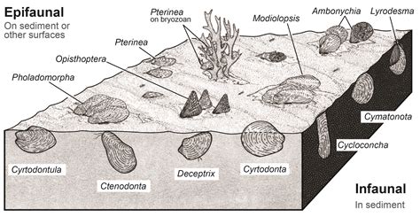 Bivalve Lifestyles And Ecology Fossils Kentucky Geological Survey