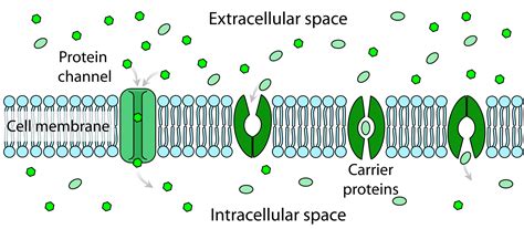 Diffusion Definition Examples And Types Biology Types Of Carrier