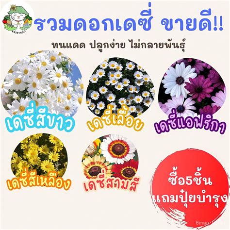 เมล็ดข้าวฟ่างคุณภาพสูงเมล็ดพันธุ์ ชุด ดอกทานตะวัน ขายดีที่สุด ปลูกง่าย โตไว ดอกดกสวย พร้อมส่ง