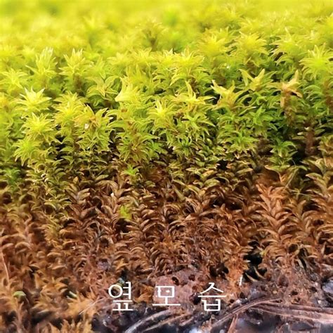 이끼 판매 중단합니다 공지사항 스토리인가든