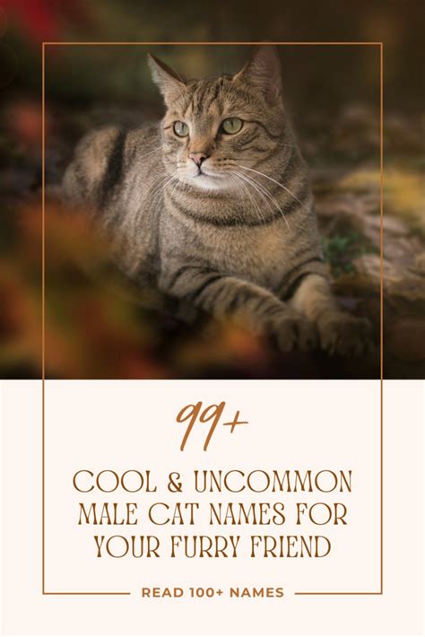 100 Rare Unique Boy Cat Names With Meanings