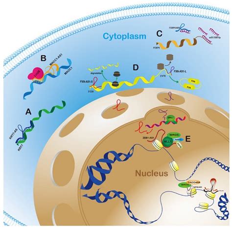 The Patterns Of Antisense Long Non Coding Rnas Regulating Corresponding Sense Genes In Human Cancers