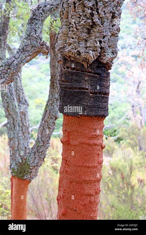 Cork Oak Quercus Suber Trunk With Different Stages Of Peeling Unpeeled Peeled Longer Ago