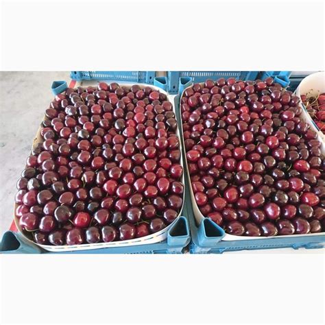 Продам черешню купить черешню Москва — Agro Russia