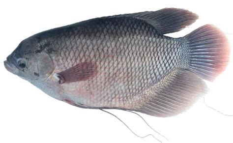 Bima Gurami Unggul Dari Sukamandi Trubus