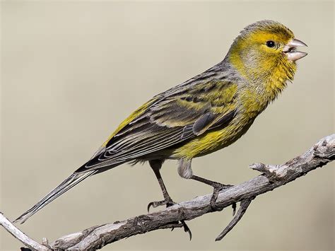 Island Canary Ebird