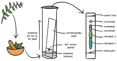 Chromatography Definition Principle Types Applications Biology Notes Online