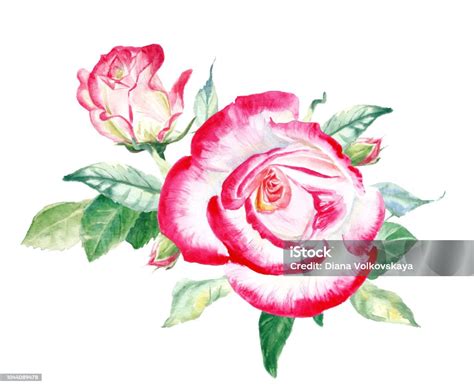 두 아름 다운 붉은 색과 흰색 장미 잎입니다 수채화 그림입니다 결혼식 축제 드로잉입니다 인사말 카드입니다 0명에 대한 스톡 벡터