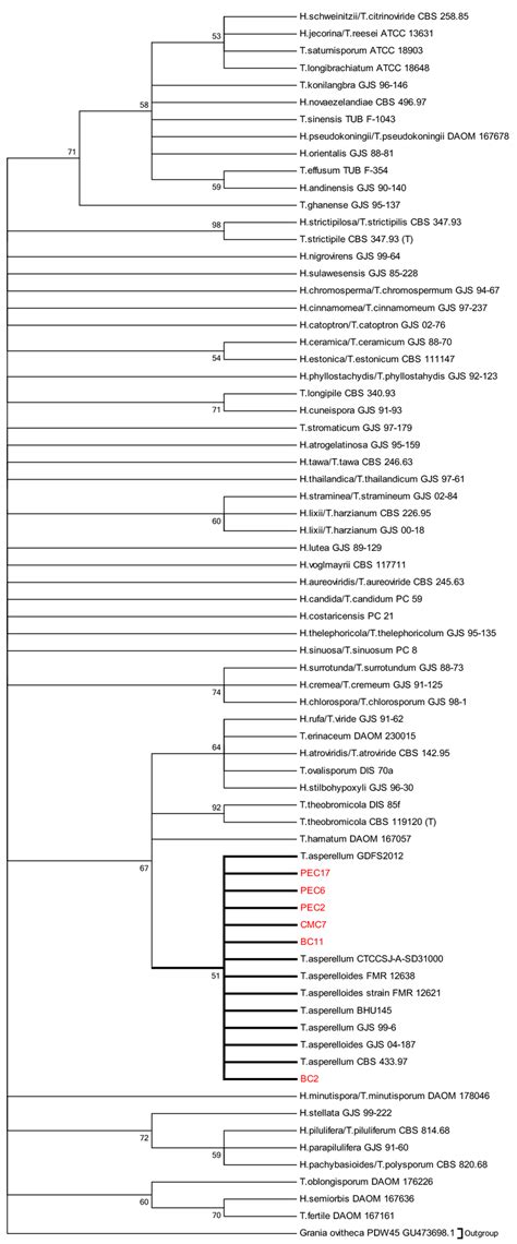 Filogenetic Relationships Of Trichoderma Spp Based On Its Gene Using