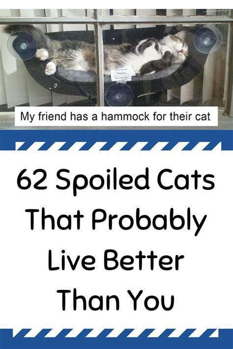 Spoiled Cats Artofit