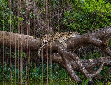 Jaguar Lies On A Picturesque Tree Above The Water In The Middle Of The