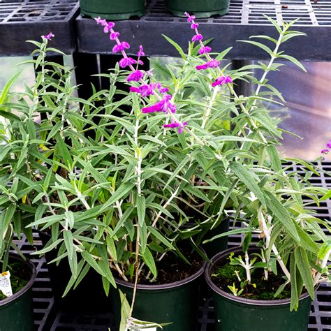 Mexican Bush Sage Bruce Miller Nursery