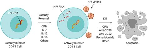 Frontiers Immunotherapy In People With Hiv And Cancer