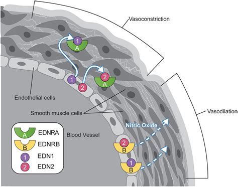 Endothelin 2 A Key Player In Ovulation And Fertility In Reproduction