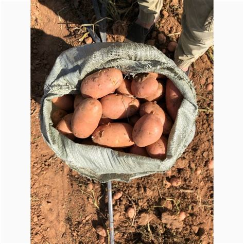 Купить КАРТОФЕЛЬ оптом от производителя Астраханская обл —